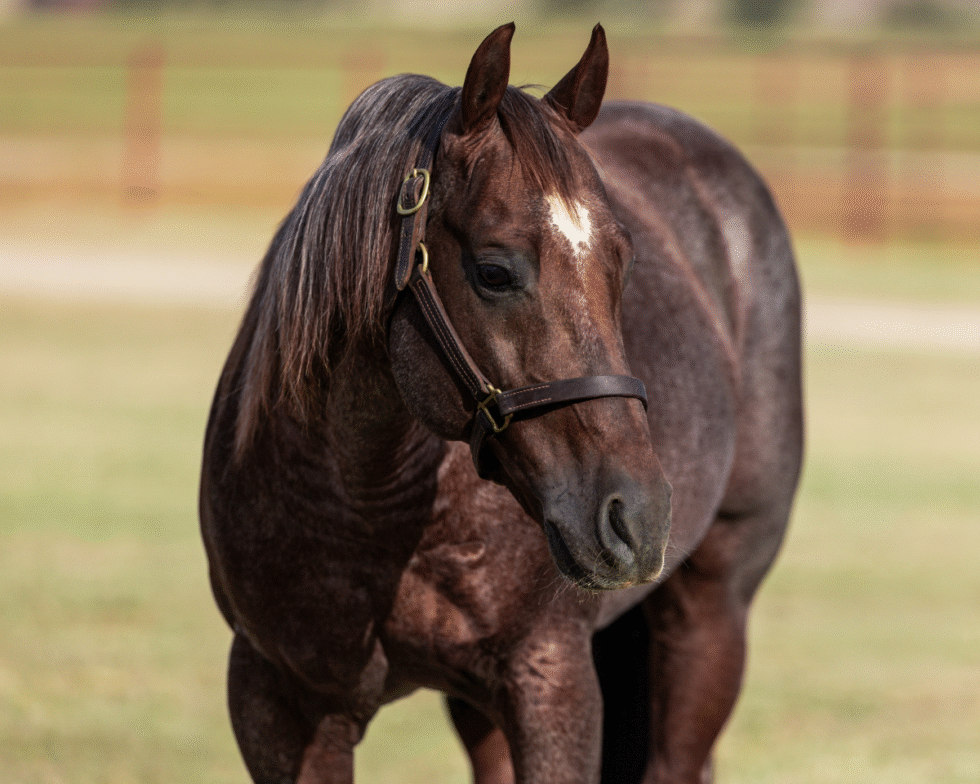 Metallic Royal Mate - 6666 Stallions